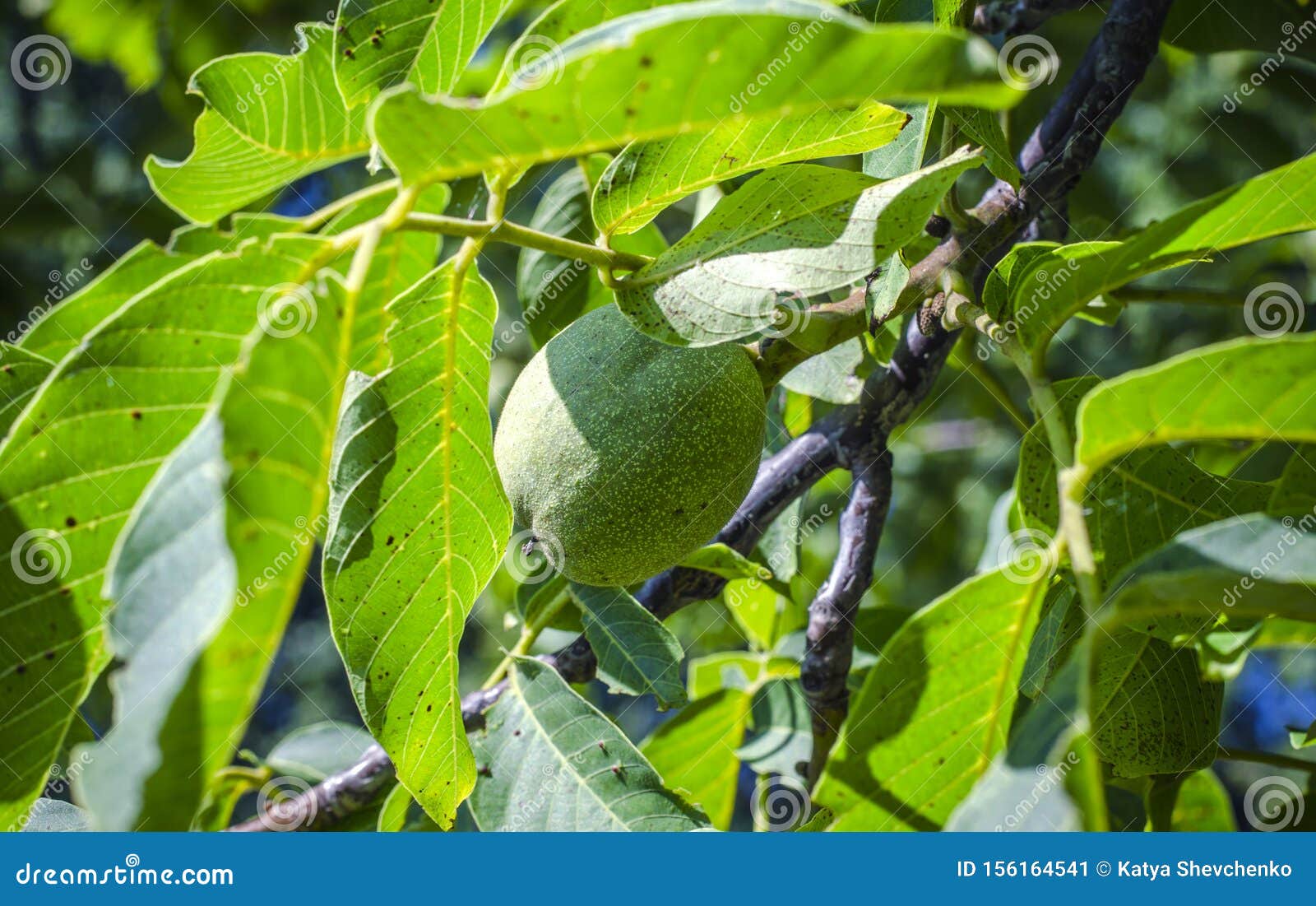 Walnut kernel on a tree stock image. Image of green - 156164541