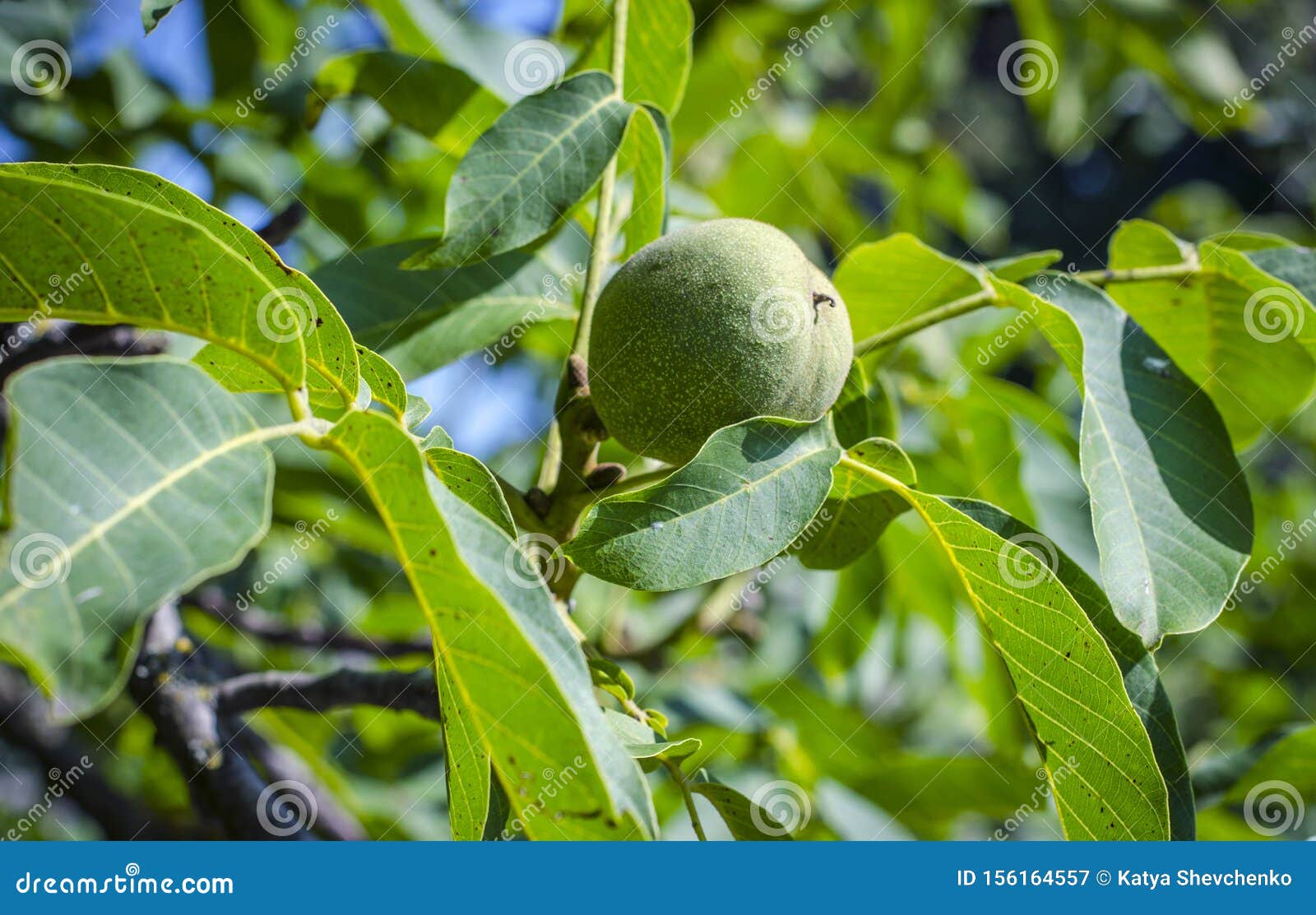 Walnut kernel on a tree stock image. Image of countryside - 156164557