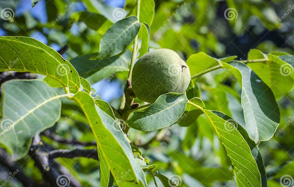 Walnut kernel on a tree stock image. Image of countryside - 156164557