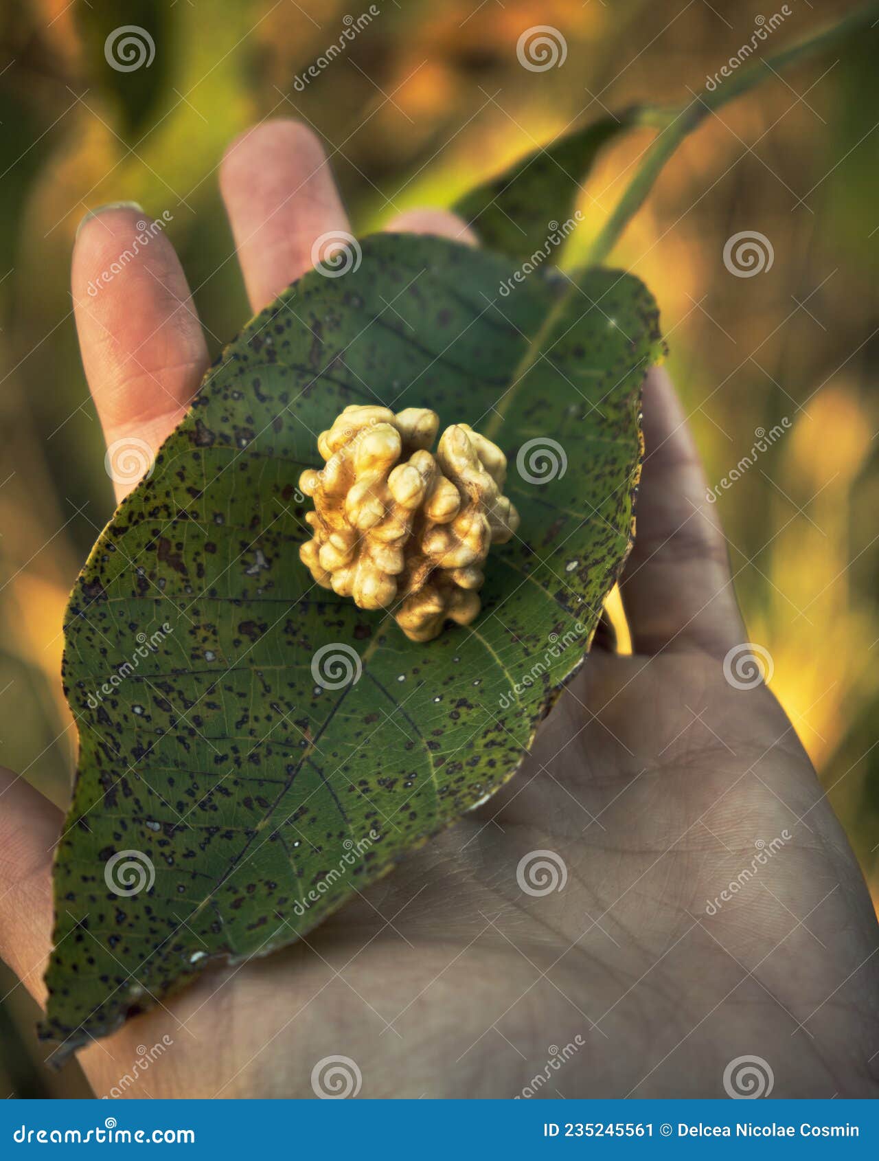 Walnut Kernel Held in the Hand by a Girl Stock Image - Image of food ...