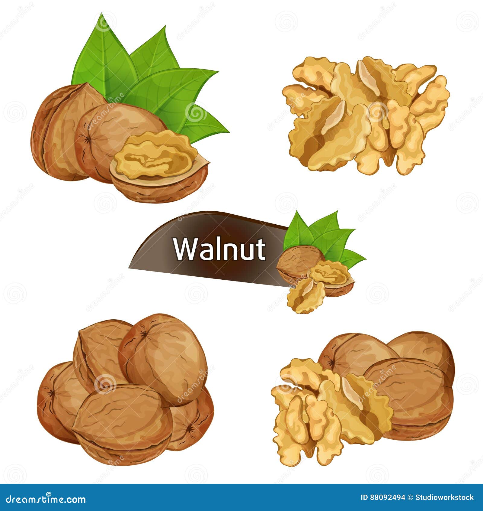 Walnut Kernel in Nutshell with Leaves Set Stock Vector - Illustration ...