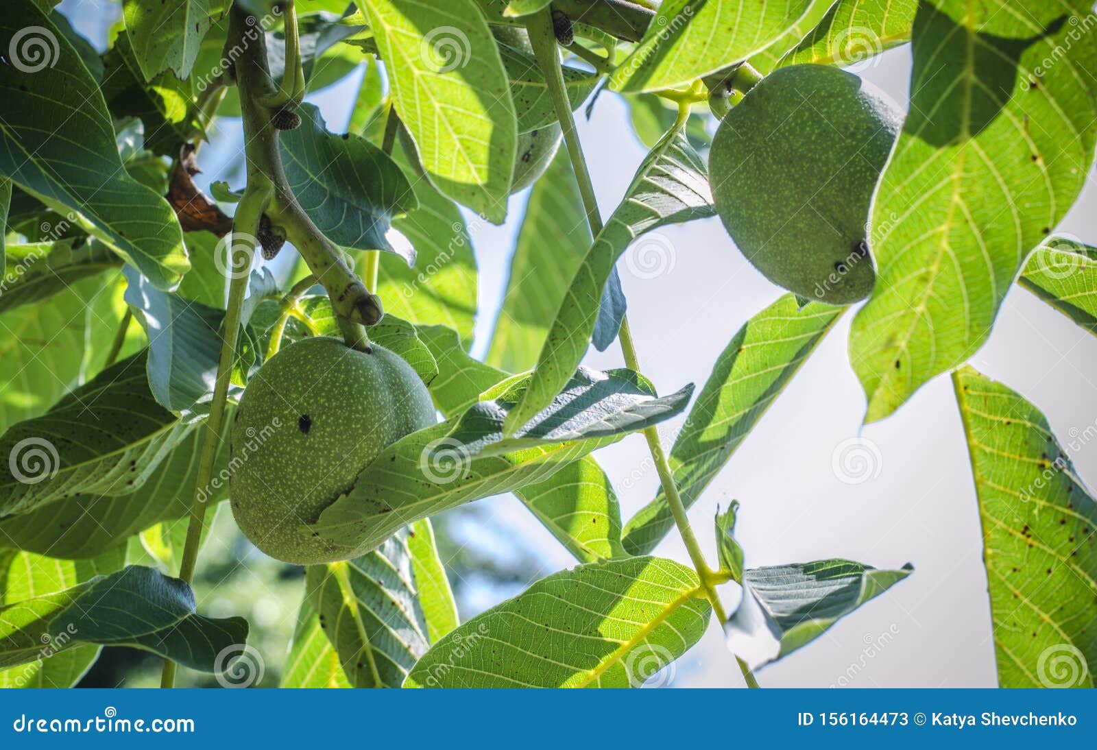 Walnut kernel on a tree stock image. Image of growth - 156164473