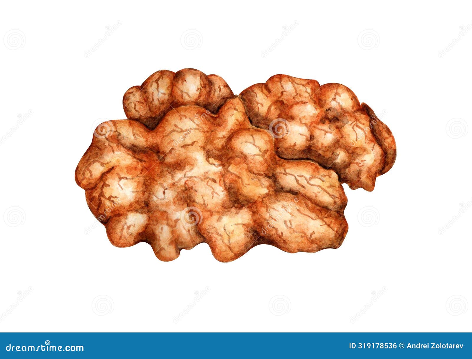 Walnut kernel watercolor stock illustration. Illustration of autumn ...