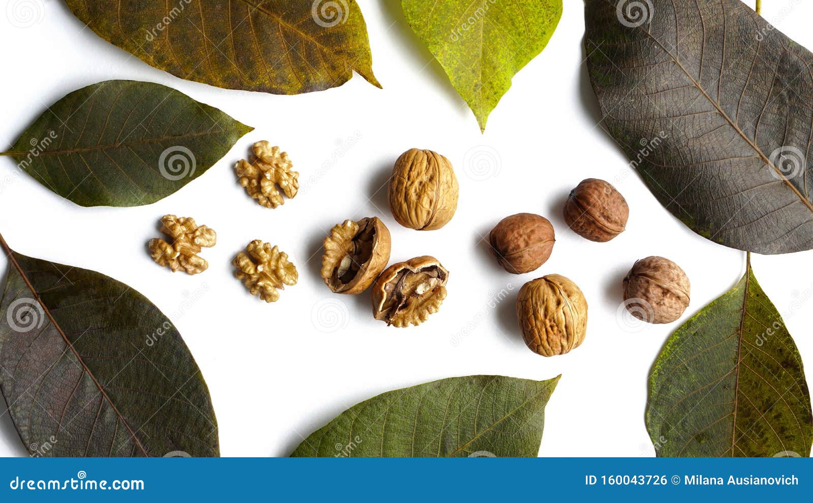 Walnut Kernels Half and Whole with Walnut Tree Leaf Isolated on White ...