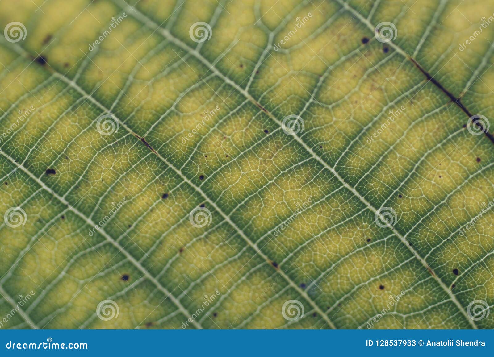 Walnut leaf architecture stock image. Image of species - 128537933