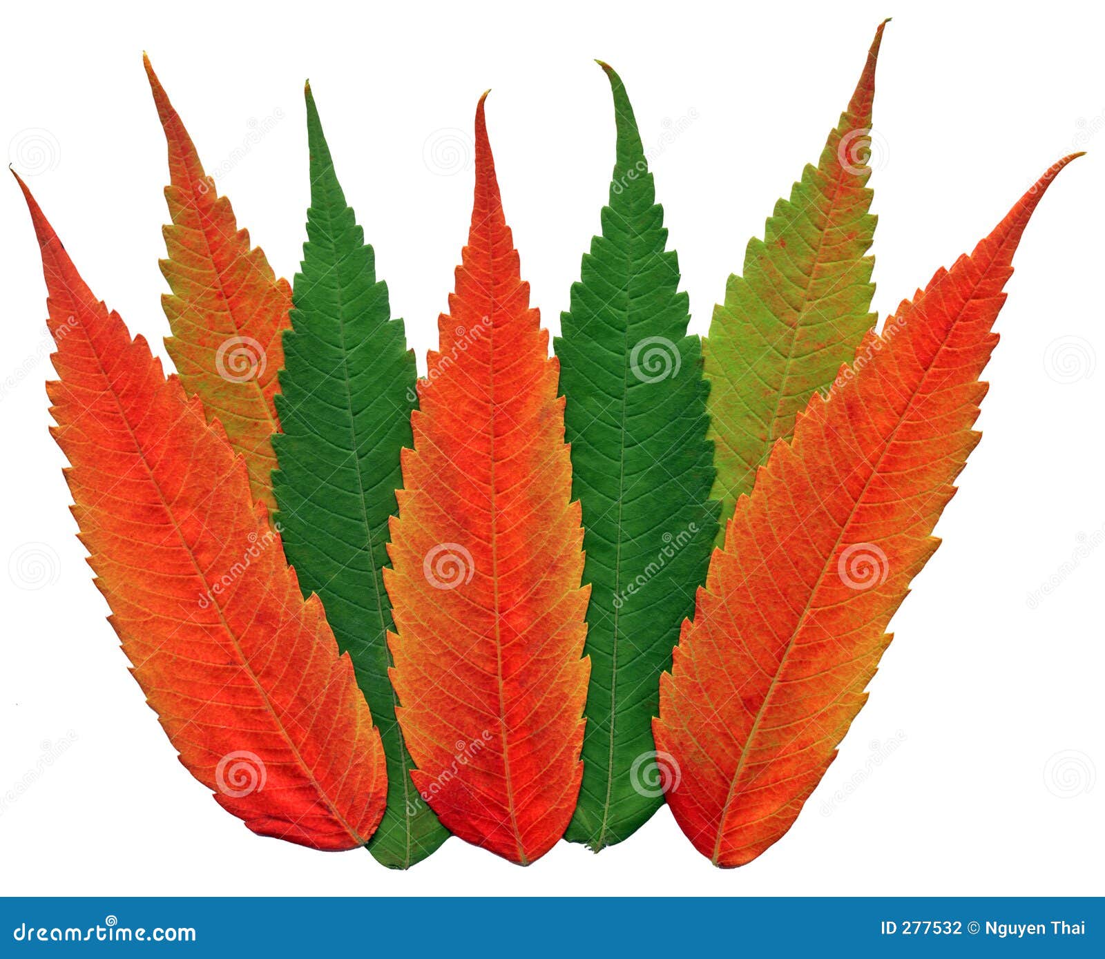 Walnut leaf fall colors stock photo. Image of season, thanksgiving - 277532