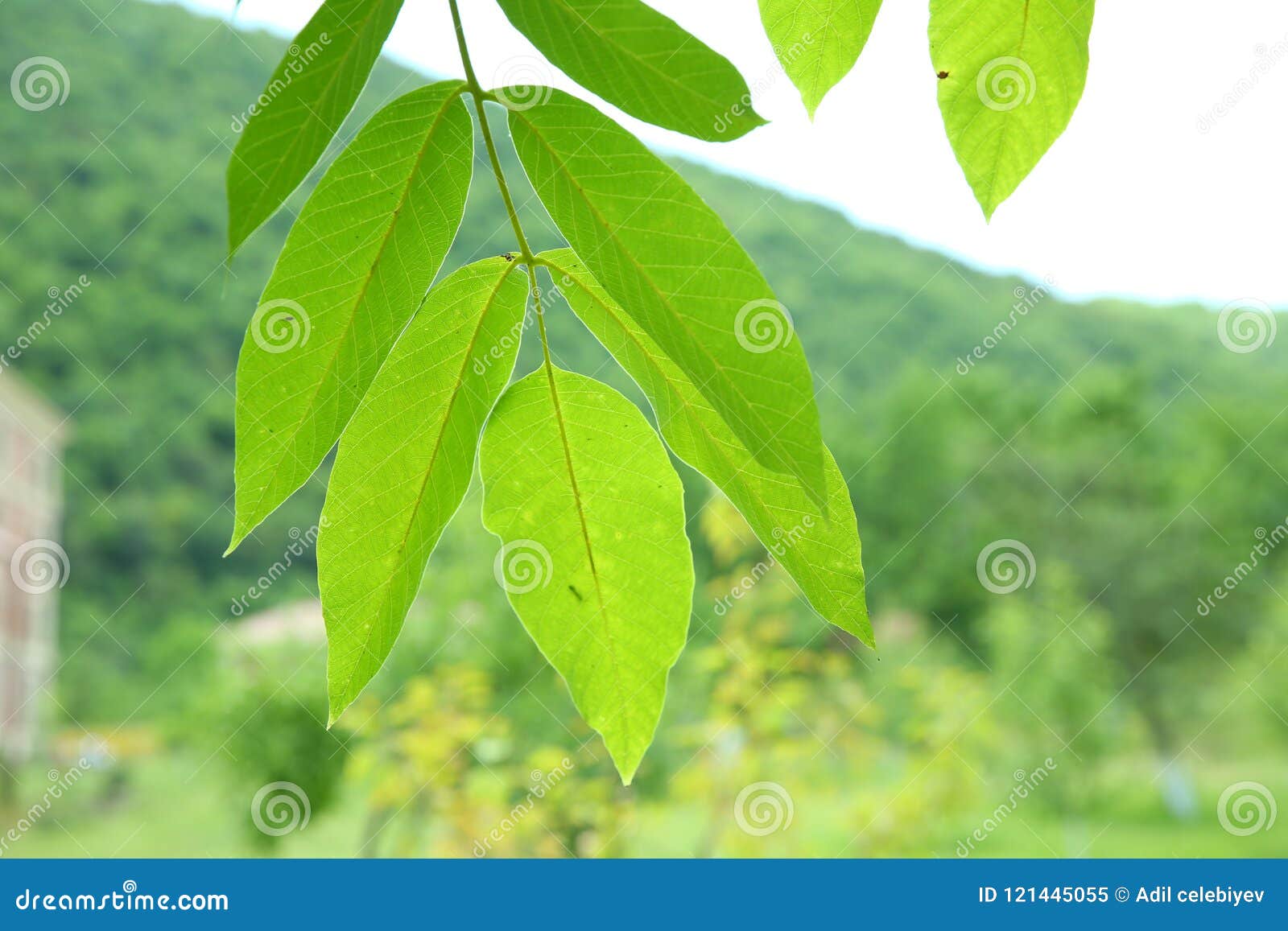 Walnut Leaf . Green Walnuts on the Tree Together . Young Green Leaves ...