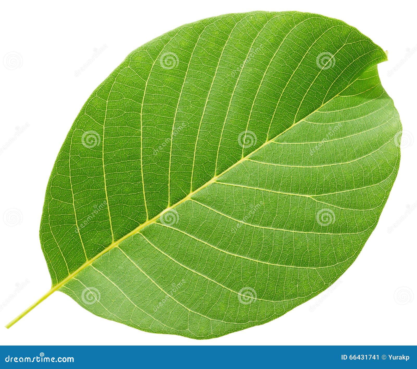 Walnut Leaf Isolated on the White Background Stock Image - Image of ...