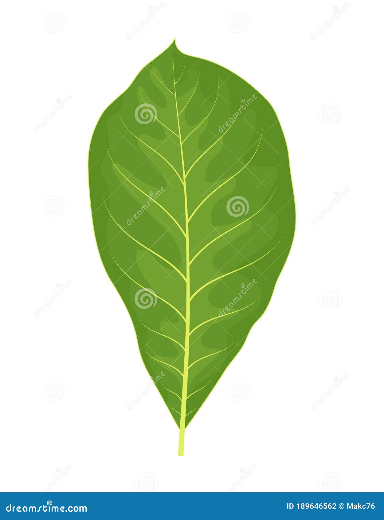 Walnut Leaf Isolated on White, Vector Illustration Stock Vector ...