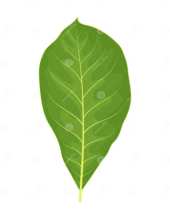 Walnut Leaf Isolated on White, Vector Illustration Stock Vector ...