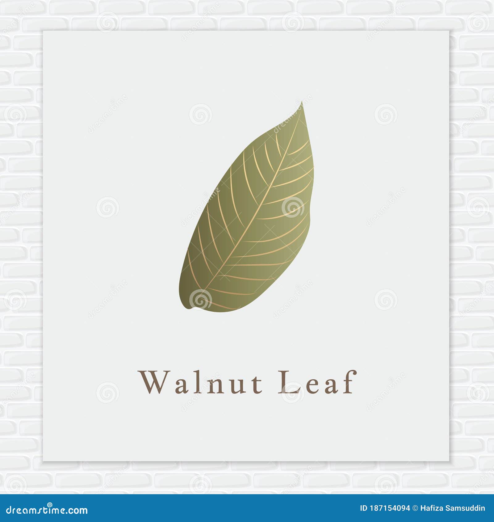 Walnut Leaf. Vector Illustration Decorative Design Stock Vector ...
