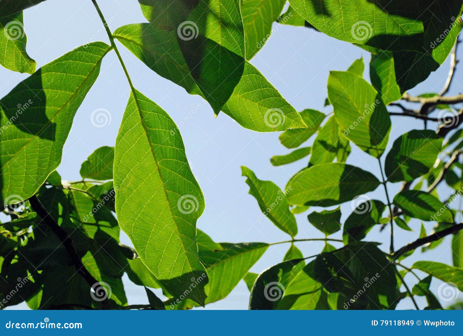Walnut leaf stock image. Image of macro, food, drink - 79118949