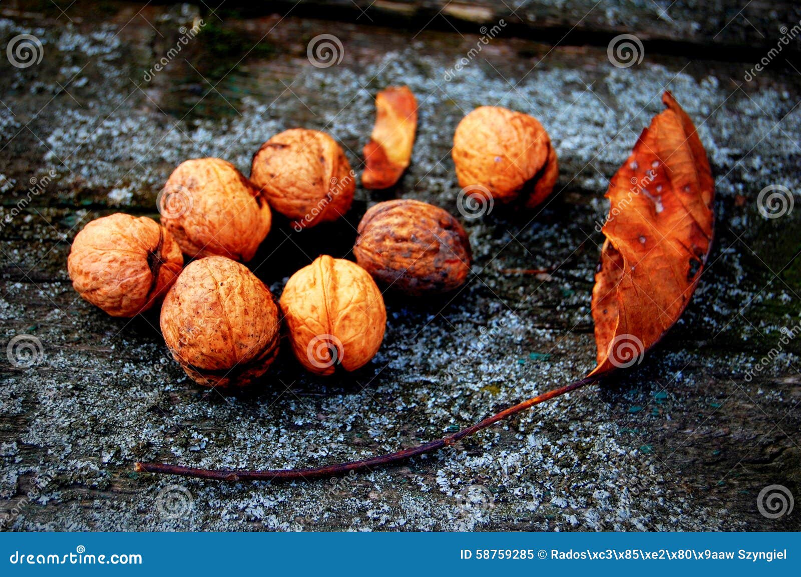 Walnut and leaf stock image. Image of colorfull, autumn - 58759285