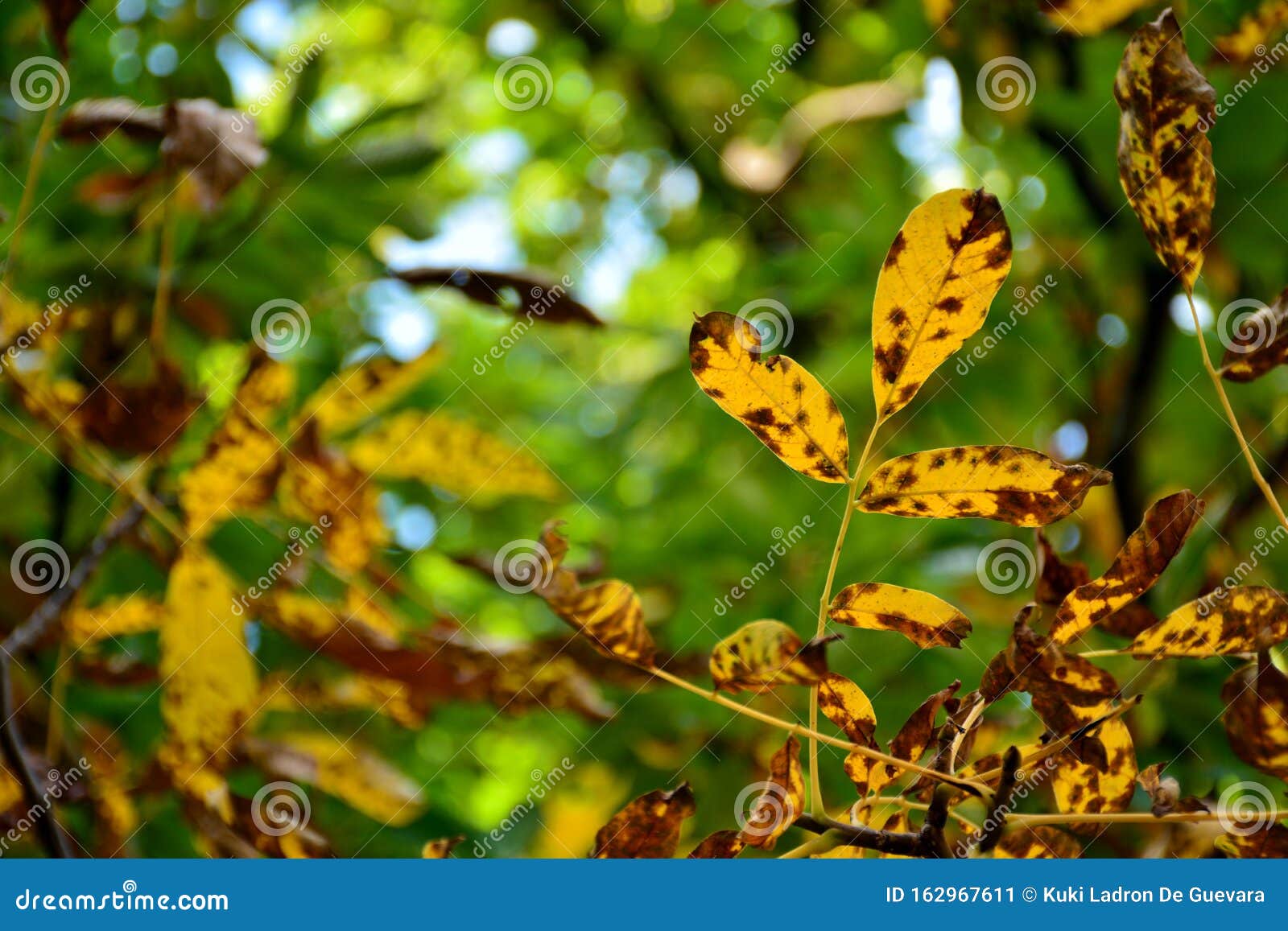 Walnut Leaves in Autumn, Still on the Tree Stock Image - Image of ...