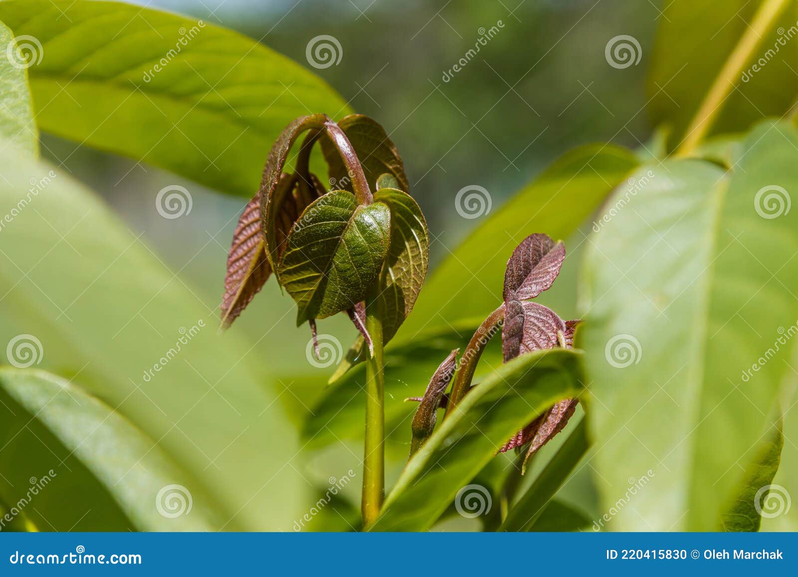 Walnut Leaves Bloom in Spring Stock Photo - Image of flora, color ...