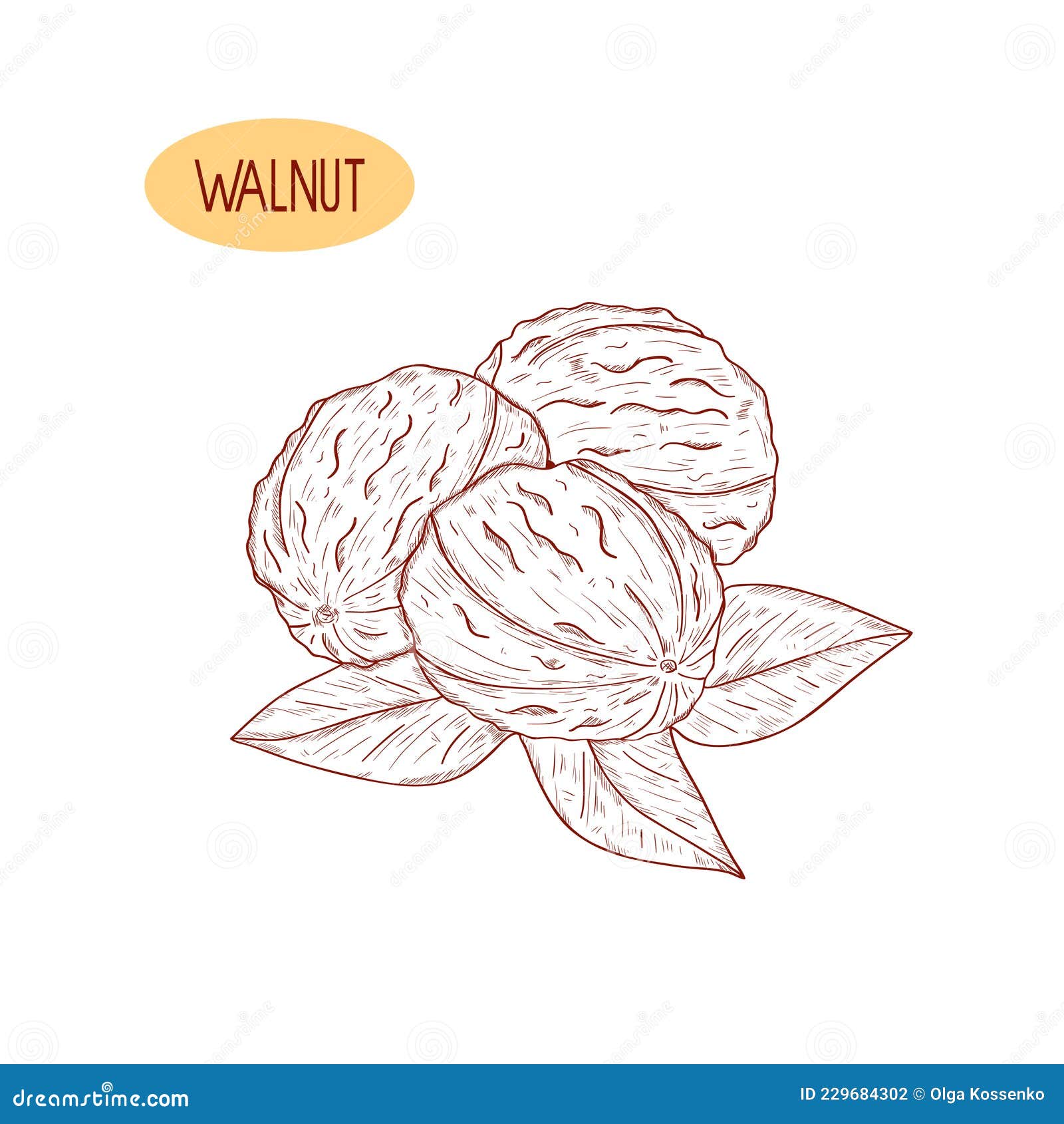 Walnut. Leaves, Fruit. Sketch. A Drawing On A White Background. Vector ...