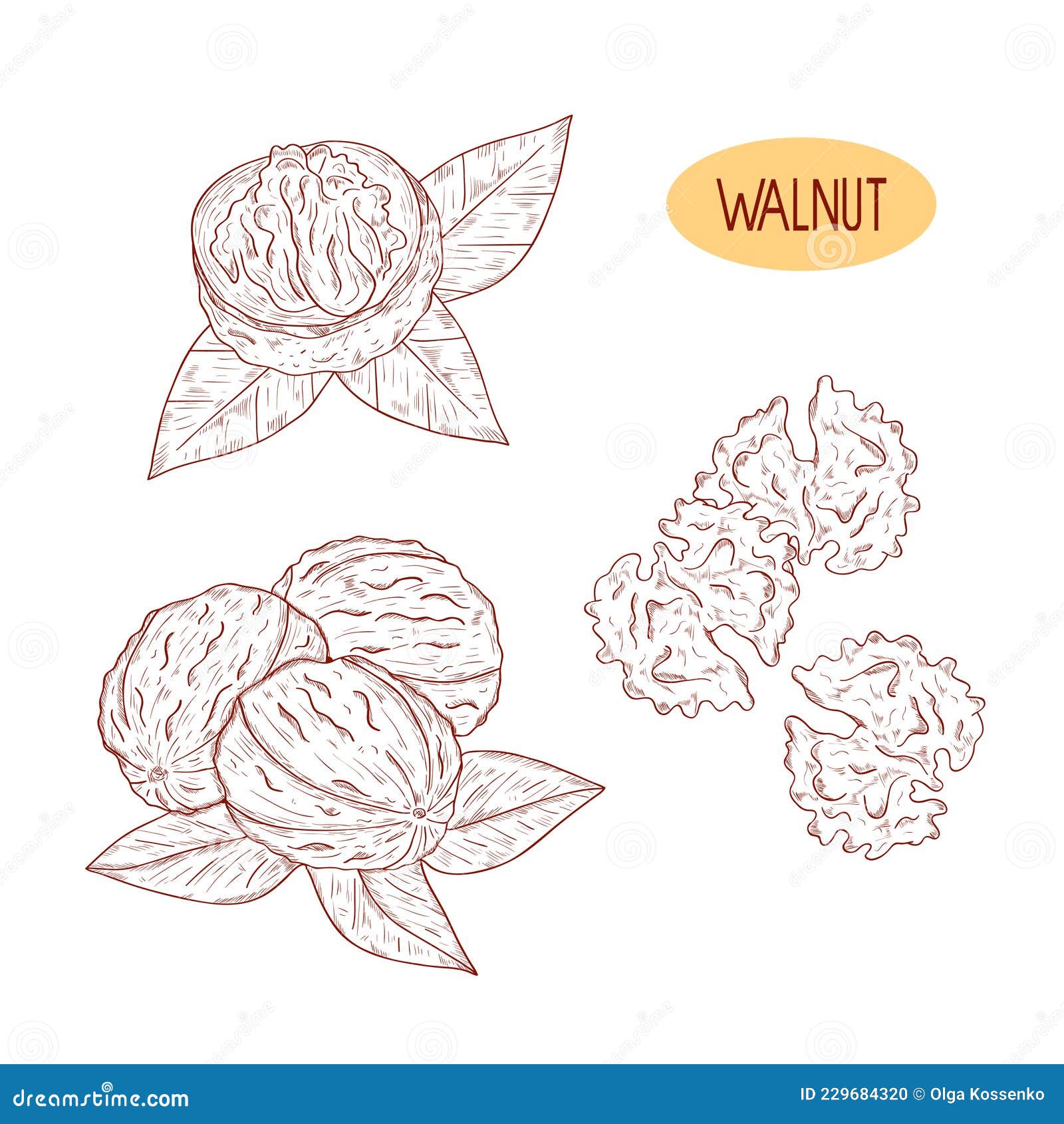 Walnut. Leaves, Fruit. Sketch. a Drawing on a White Background.S Stock ...