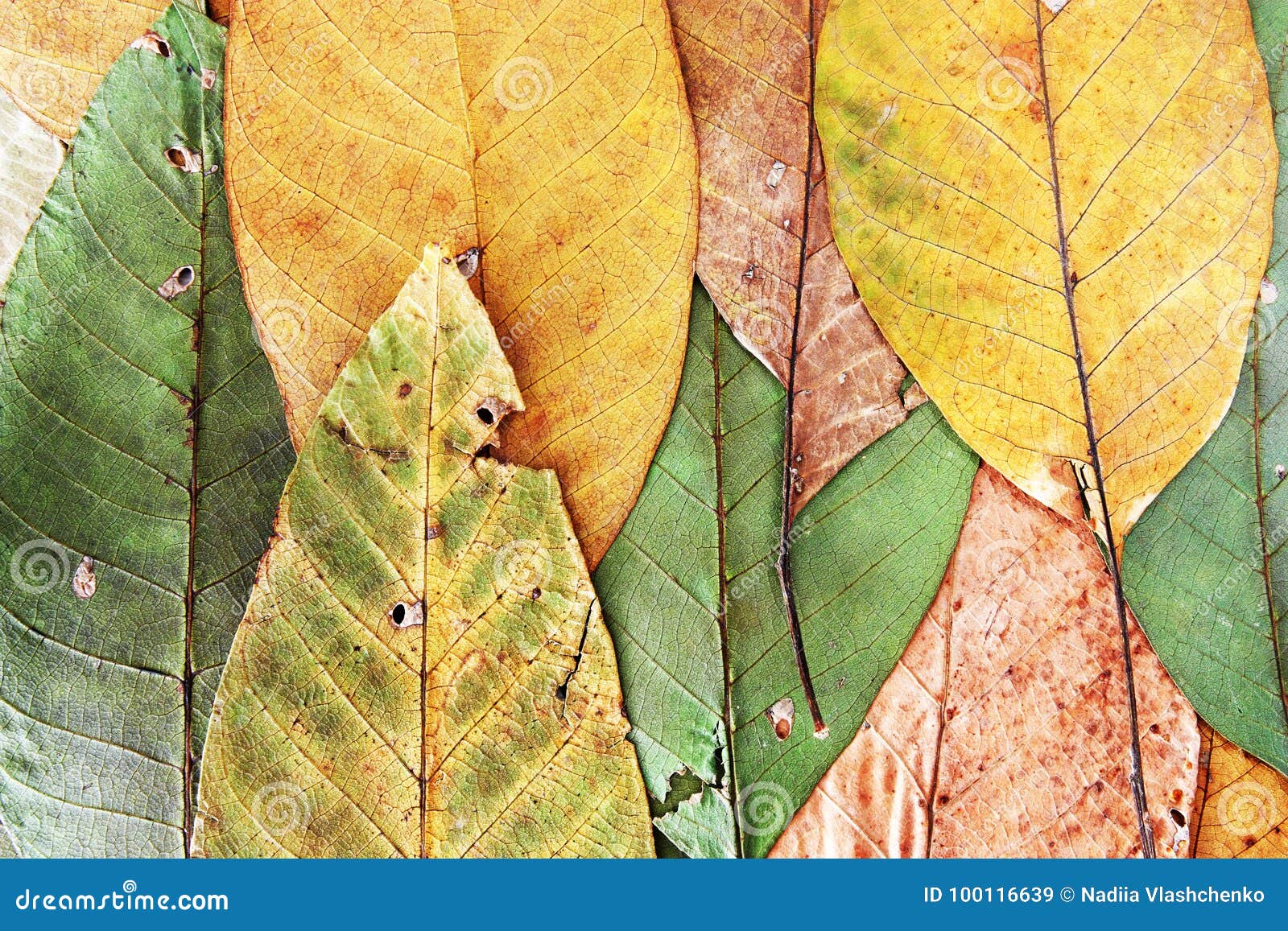 Walnut Leaves Texture Royalty-Free Stock Photo | CartoonDealer.com ...