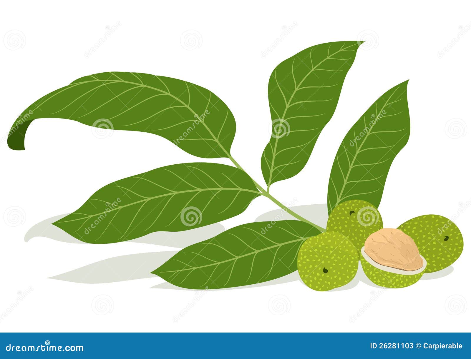 Walnut. Leaves, Fruit. Sketch. A Drawing On A White Background. Vector ...