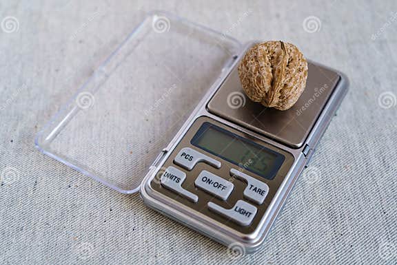Walnut lies on the scales stock photo. Image of measuring - 267473608