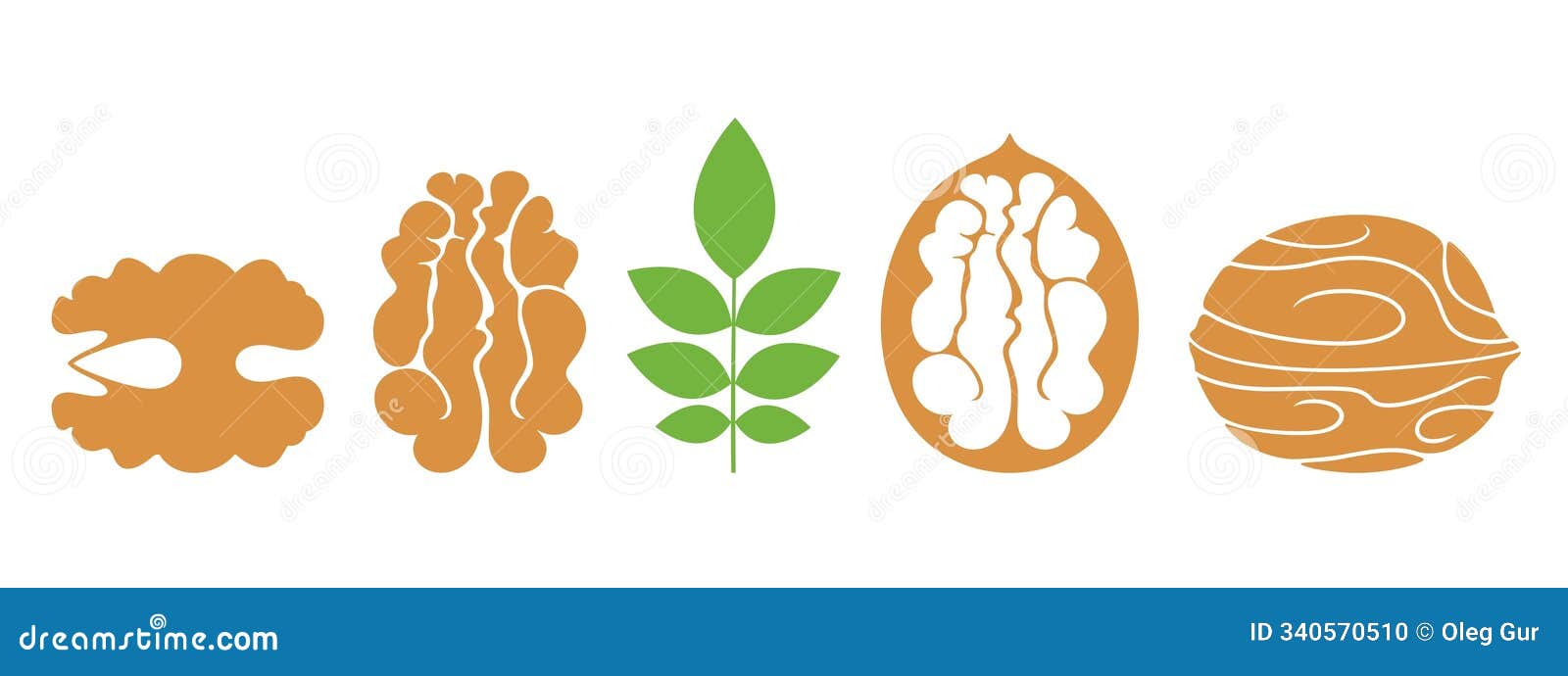 Walnut Logo. Isolated Walnut On White Background Cartoon Vector ...