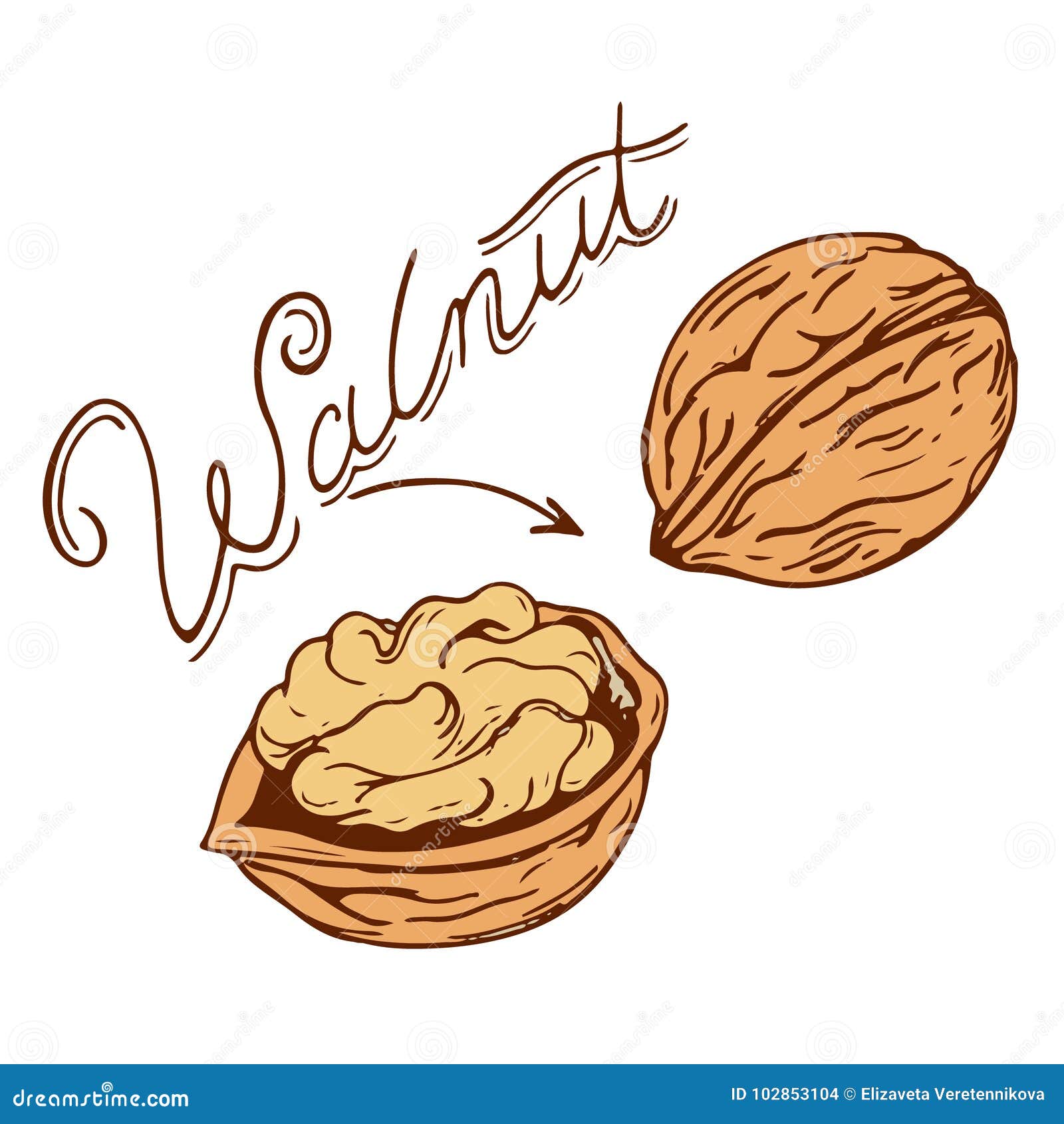 Walnut stock vector. Illustration of delicious, healthy - 102853104