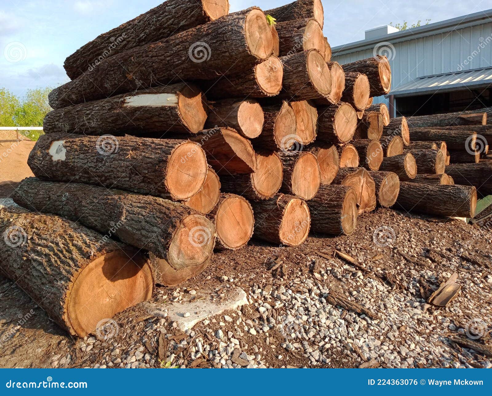 Walnut logs,sawmill stock photo. Image of logs, forest - 224363076