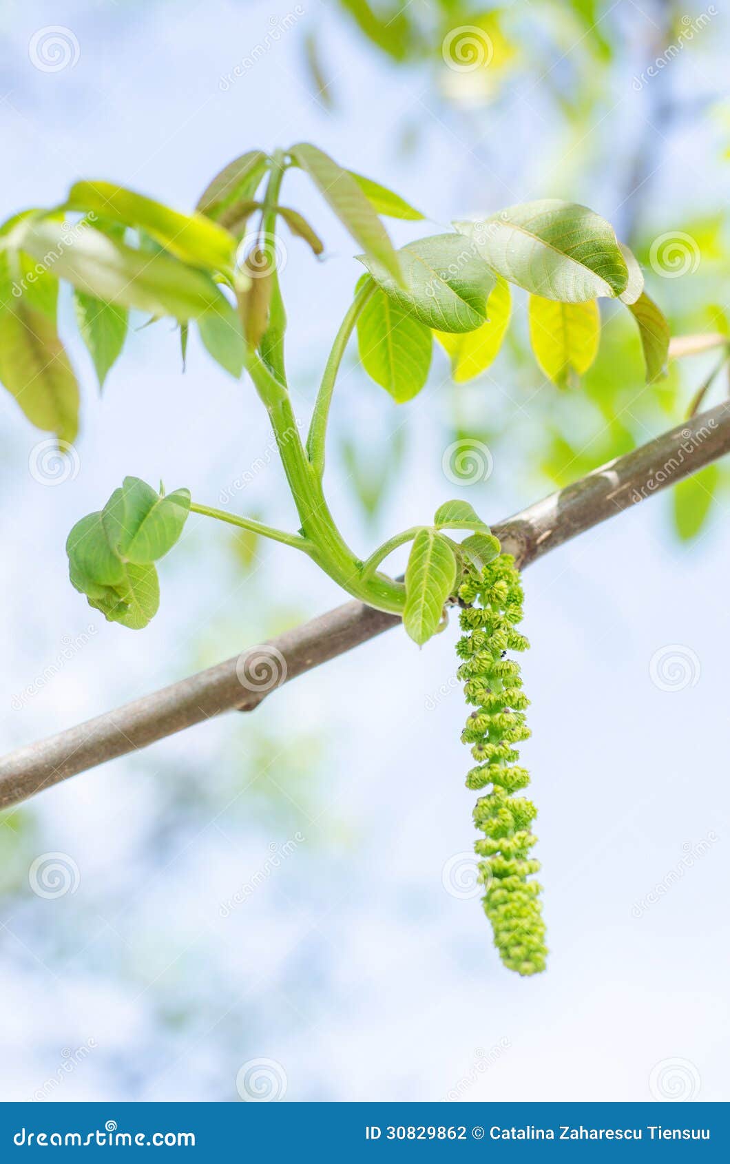 Walnut male flower stock photo. Image of branch, taxonomy - 30829862