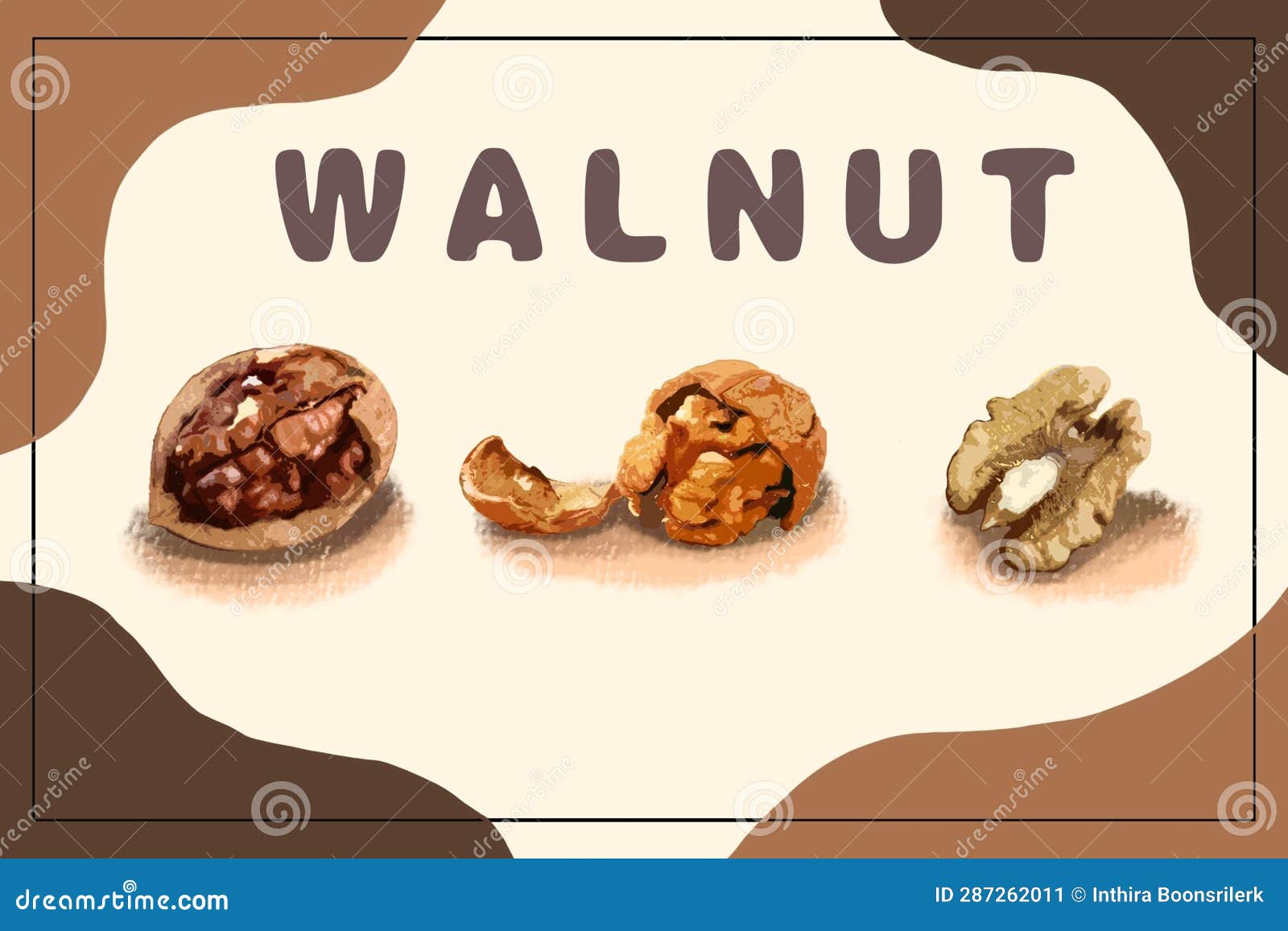 Walnut Metamorphosis There Are Three Stages Unveiled Royalty-Free Stock ...