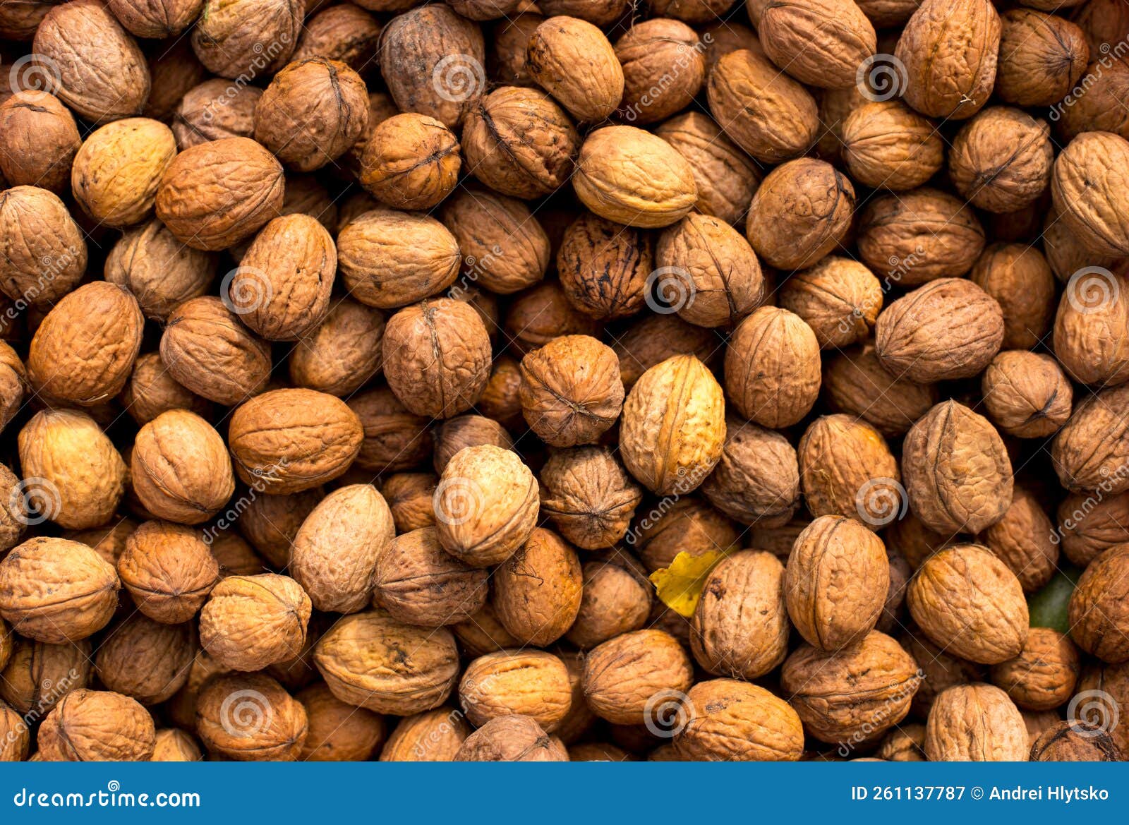 Walnut, a New Crop of Healthy and Tasty Nuts Stock Image - Image of ...