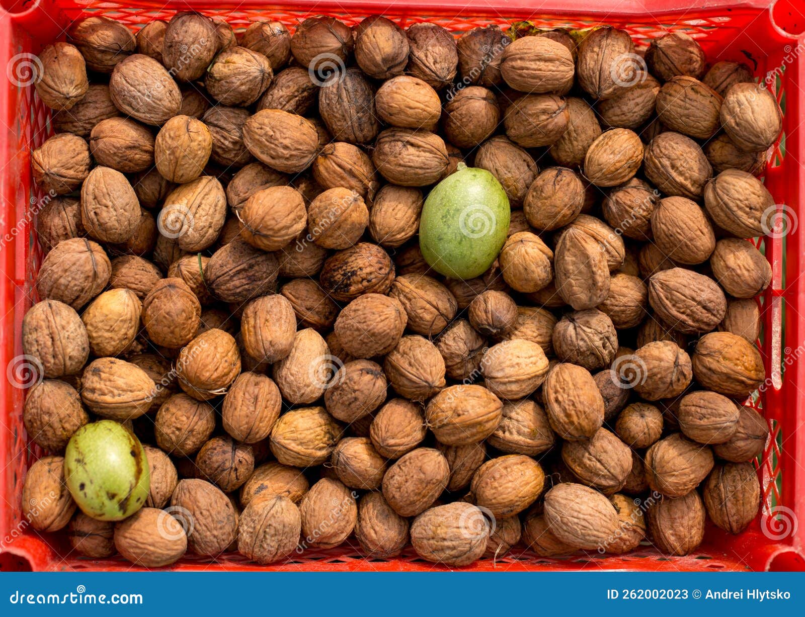 Walnut, a New Crop of Healthy and Tasty Nuts Stock Image - Image of ...