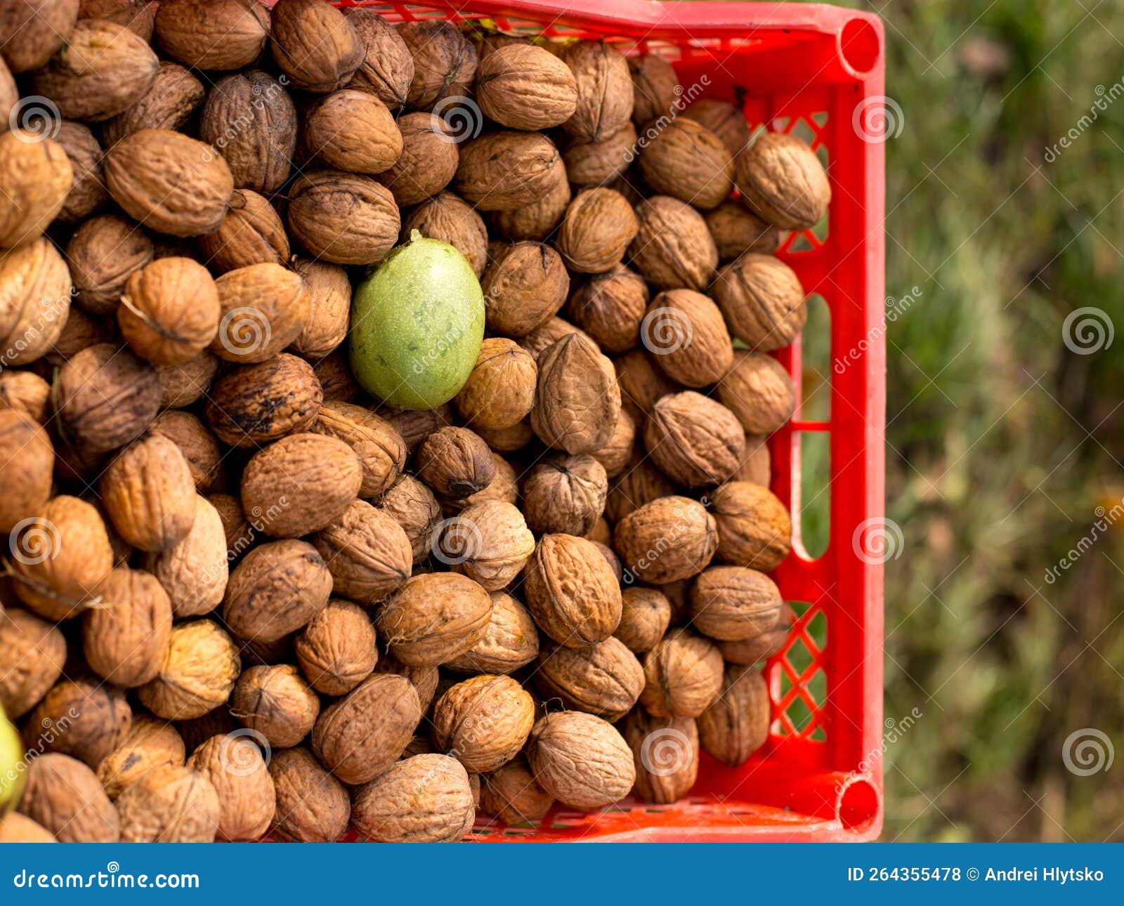 Walnut, a New Crop of Healthy and Tasty Nuts Stock Photo - Image of ...