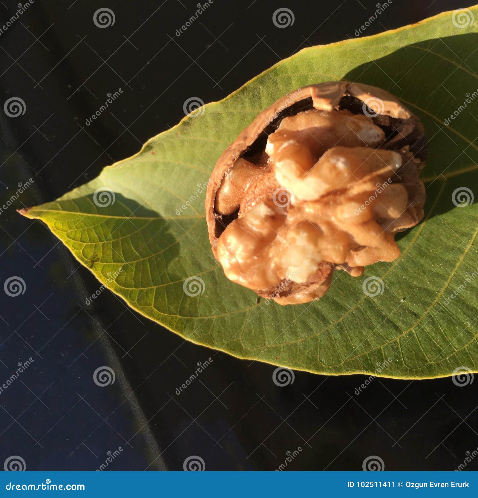 Walnut, nut plant stock image. Image of protein, delicious - 102511411