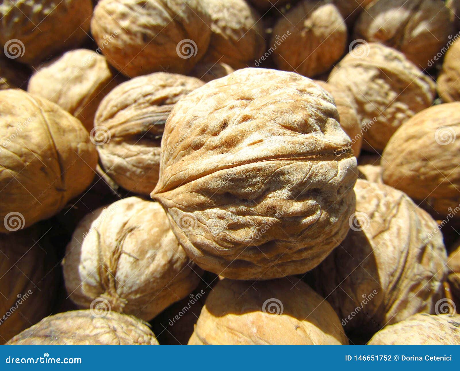 Walnuts. Nuts. Seeds of Junglas Regia Tree. Macro. Close-up Stock Photo ...