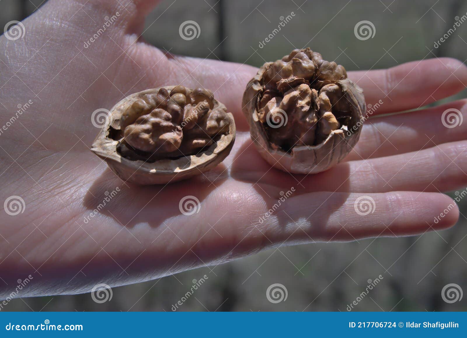 Walnut Nuts in the Palm of Hand Stock Photo - Image of macro, palm ...