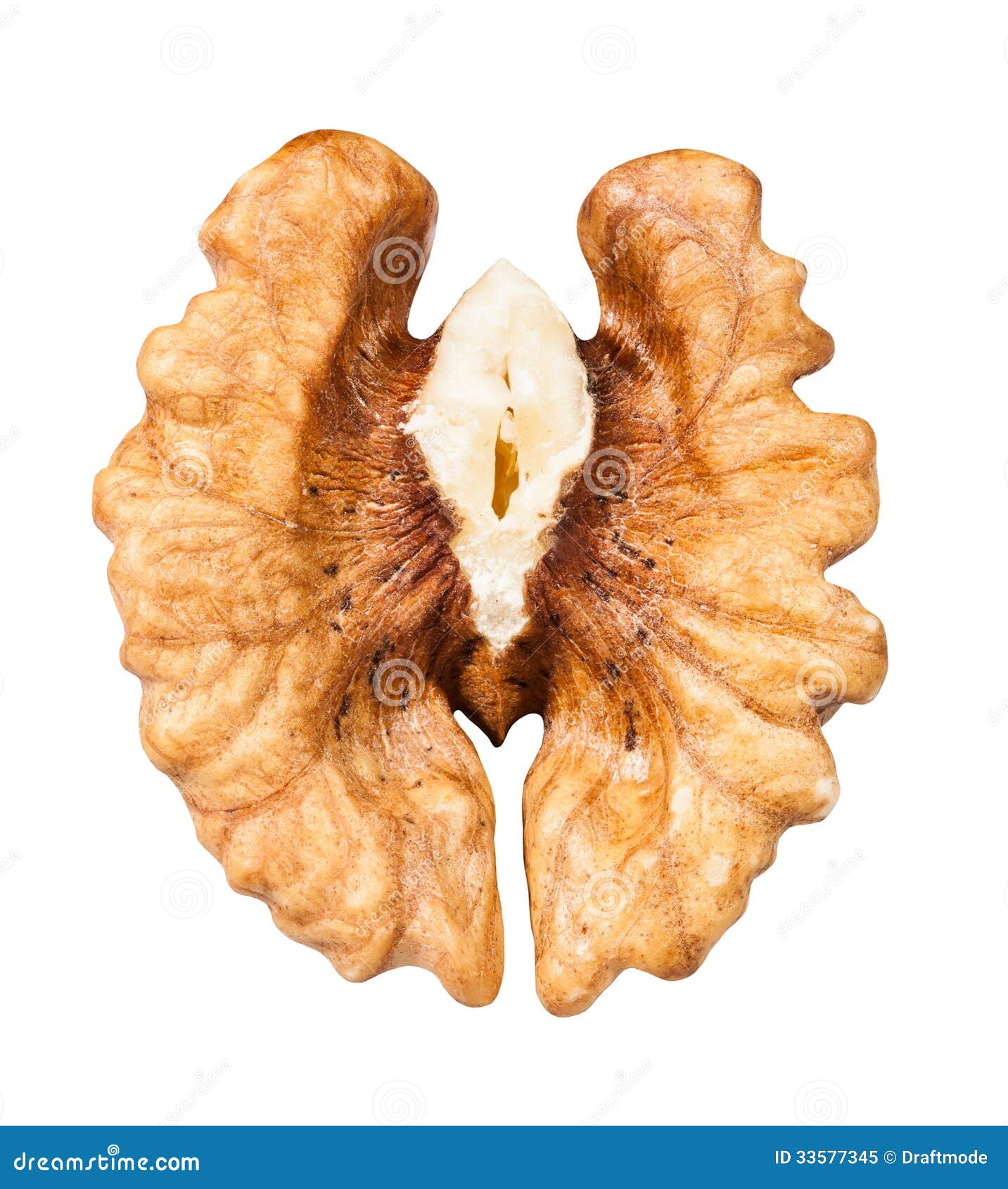 Walnut one stock image. Image of snack, healthy, nutrition - 33577345