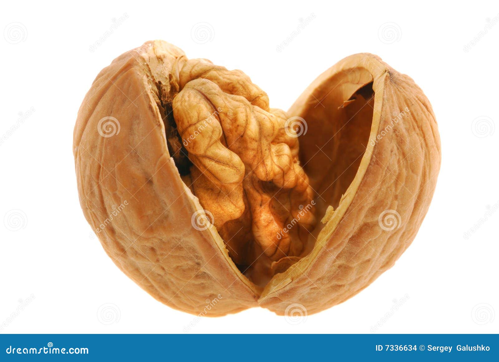 Walnut open isolated stock photo. Image of ingredient - 7336634