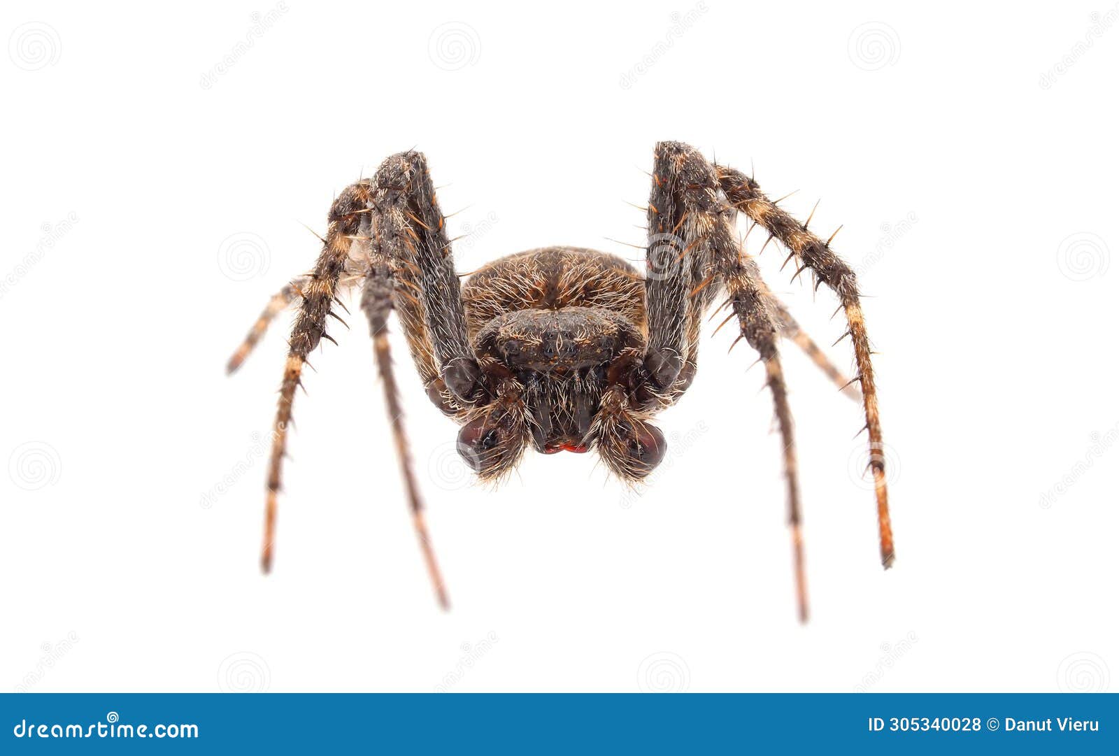 Walnut Orb-weaver Spider Isolated on White Background, Nuctenea ... Walnut Orb-weaver Spider Isolated on White Background, Nuctenea ...