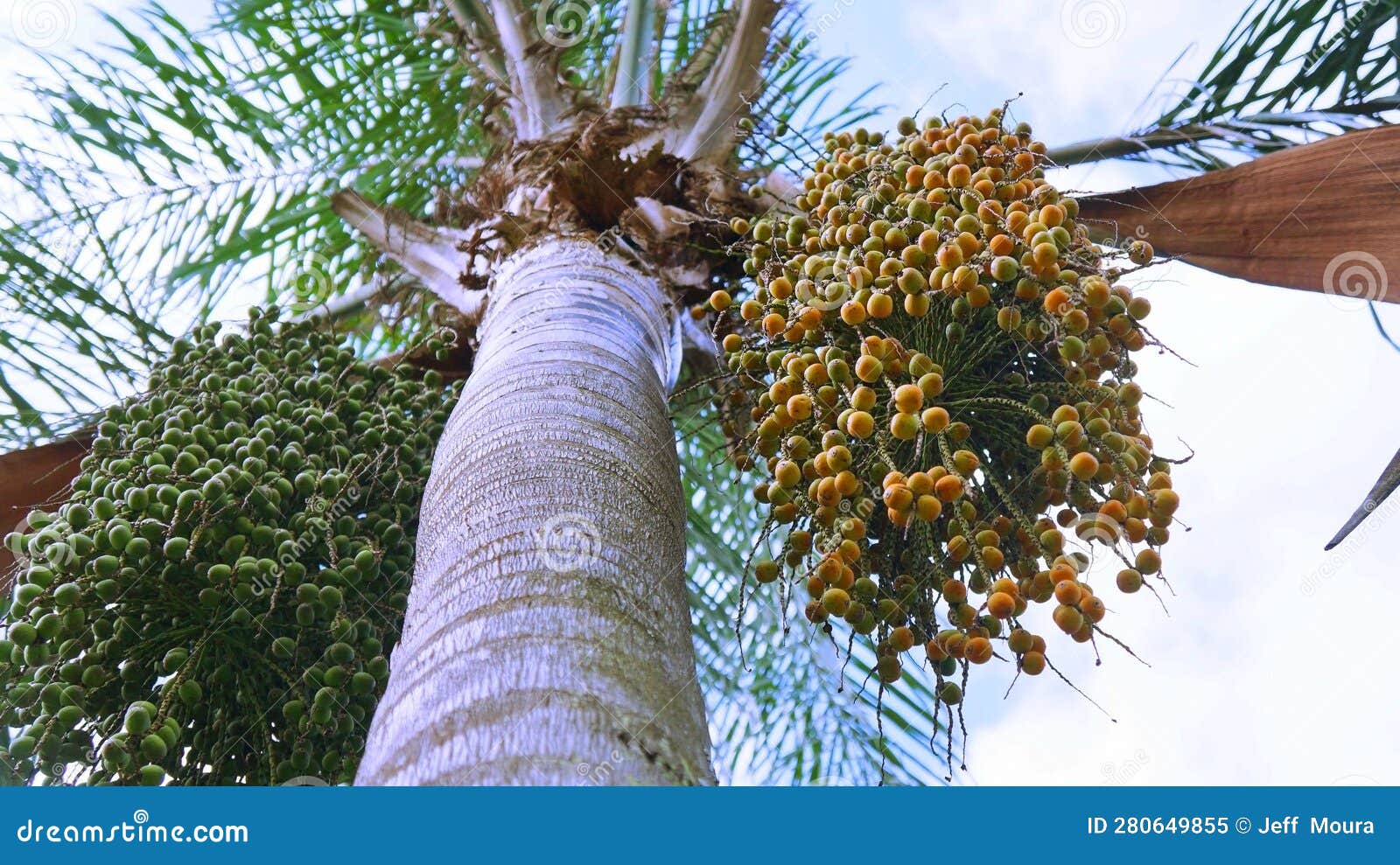 Walnut Palm Trees Areca Nut with a Bunch of Green and a Ripe One on the ...