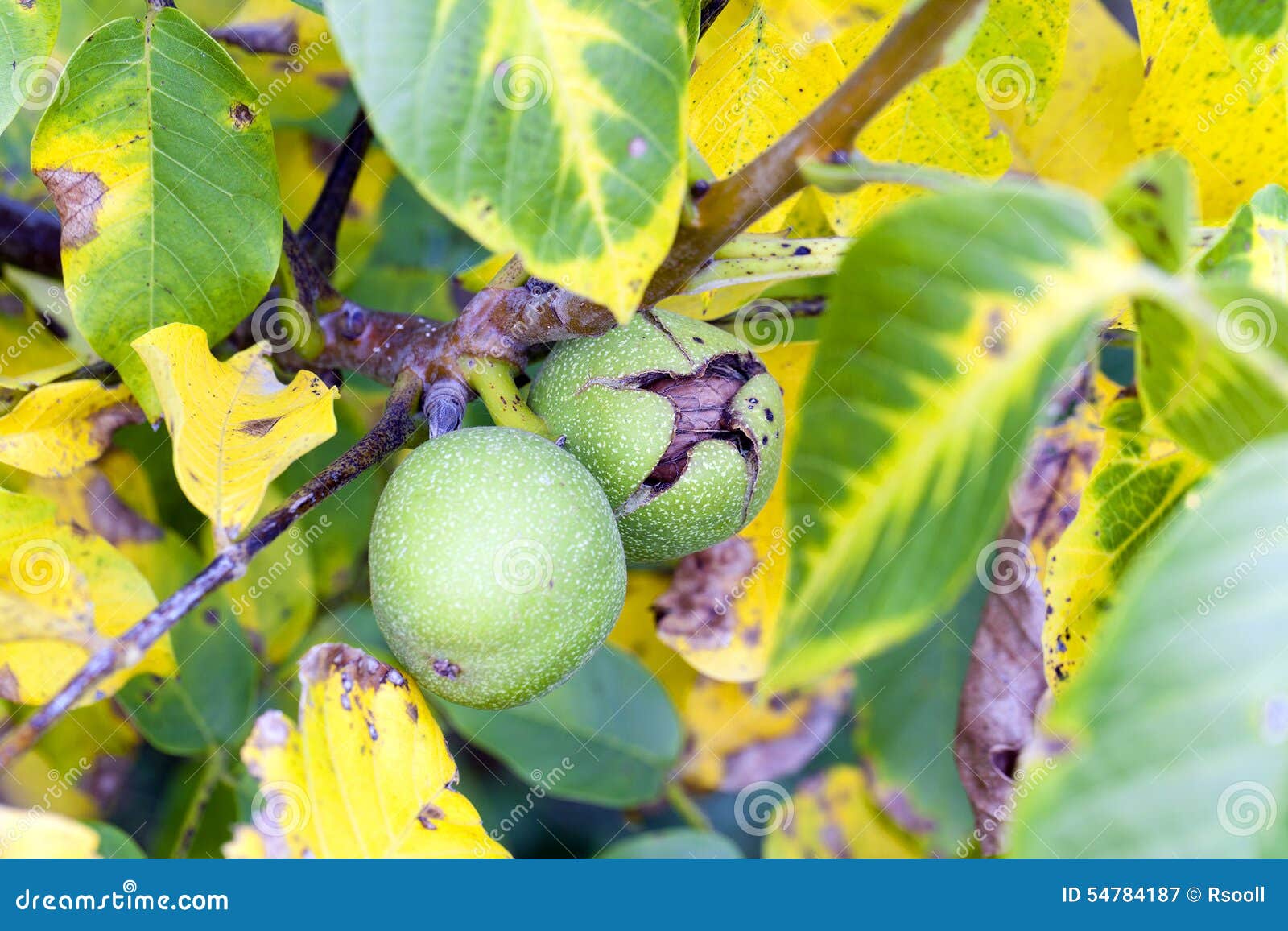 Walnut stock image. Image of color, harvest, fall, autumn - 54784187
