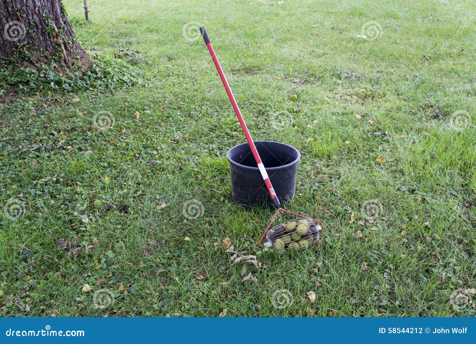 Walnut Pickup Tool stock photo. Image of tool, bucket - 58544212