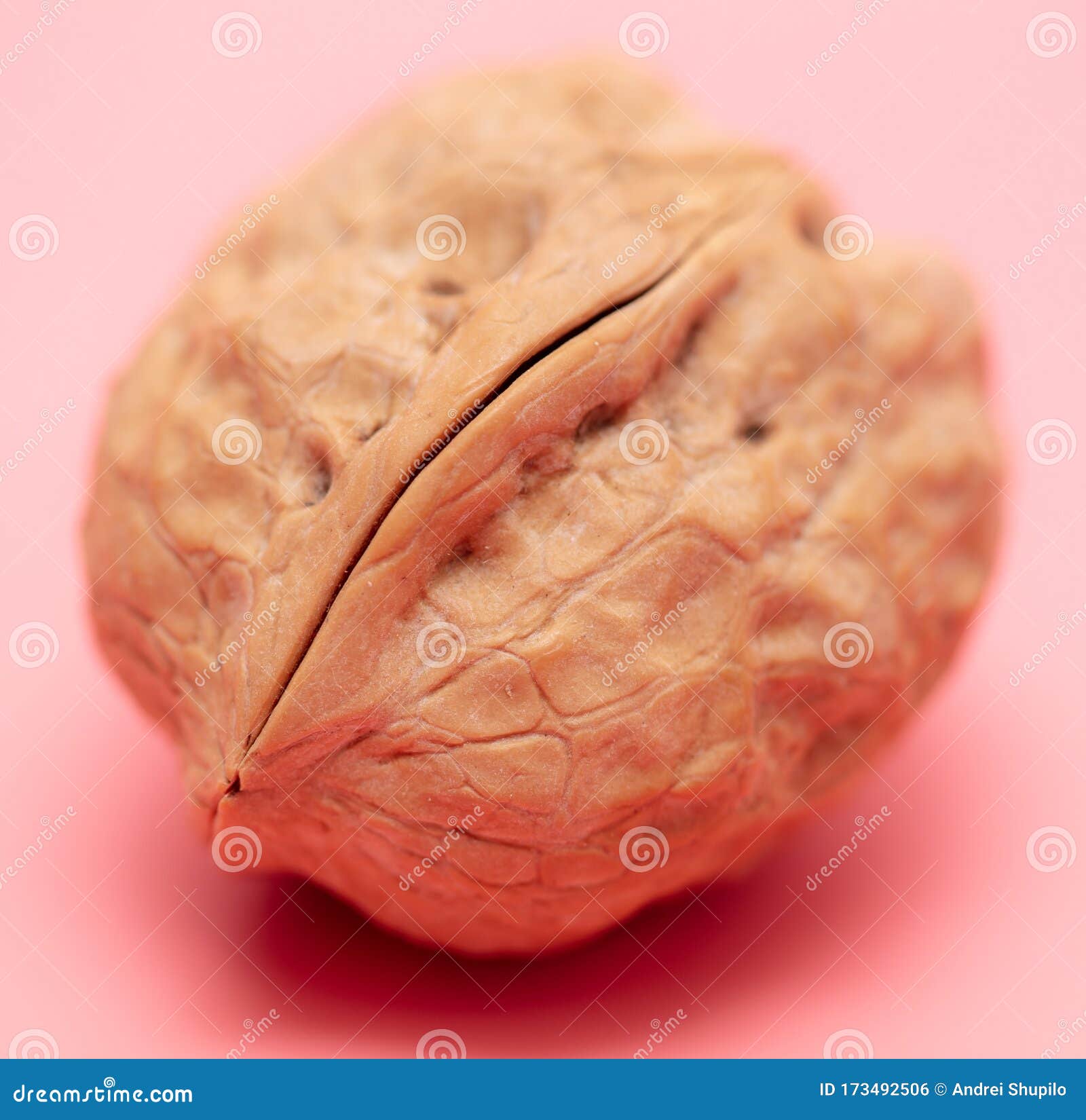 Walnut on a Pink Background Stock Photo - Image of walnut, macro: 173492506