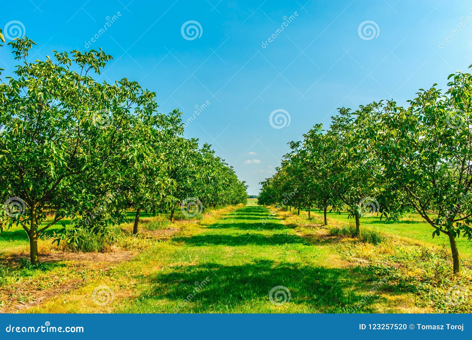 Walnut Trees Plantation in the Light of the Sun Stock Photo - Image of ...
