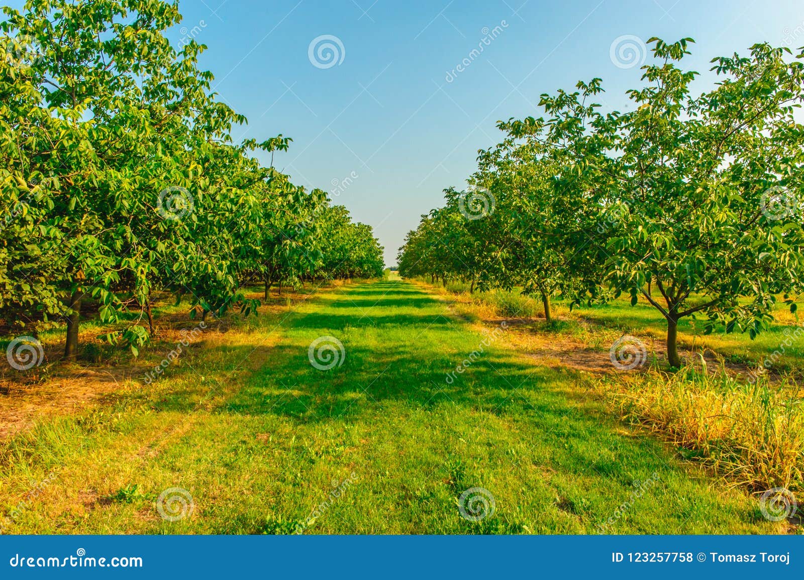 Walnut Plantation in the Light of the Sun Stock Photo - Image of ...