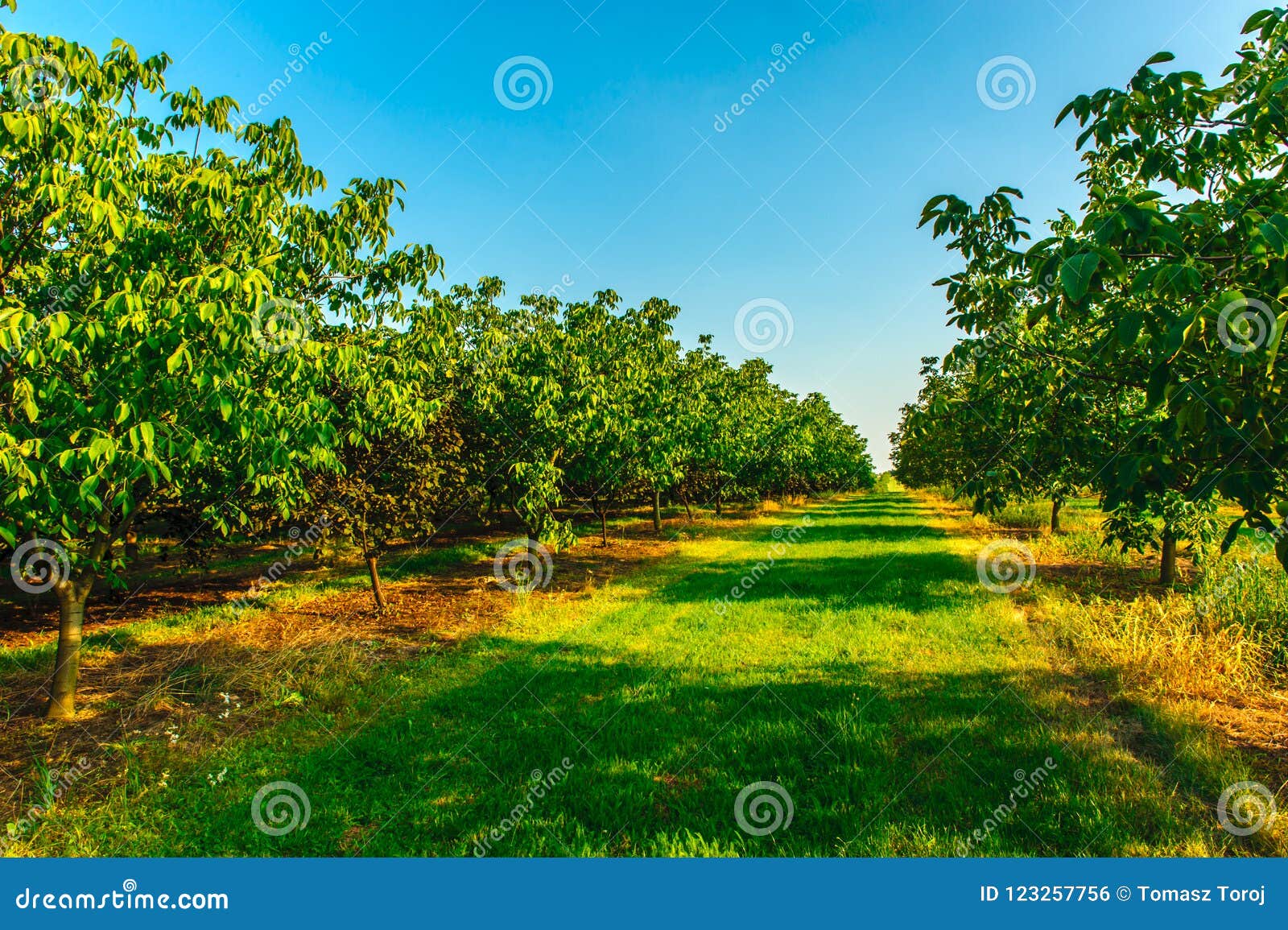 Walnut Plantation in the Light of the Sun Stock Photo - Image of ...