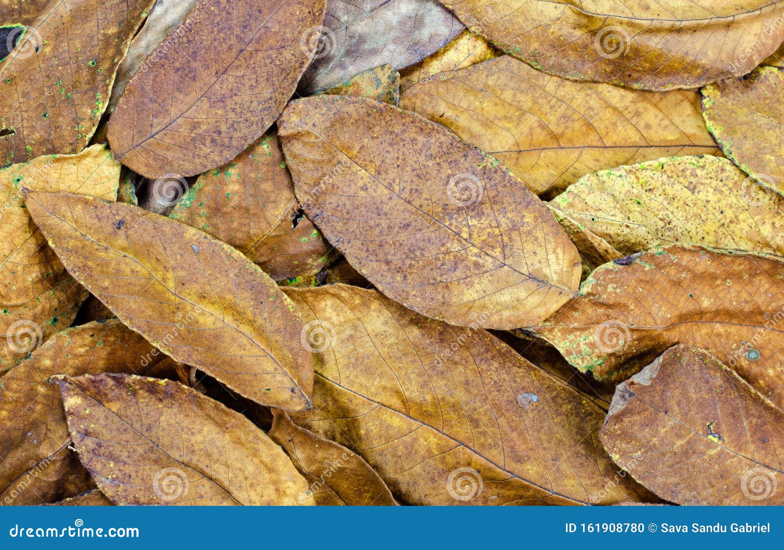 Walnut Rusty Leaves Dried Fallen in the Park . Stock Photo - Image of ...