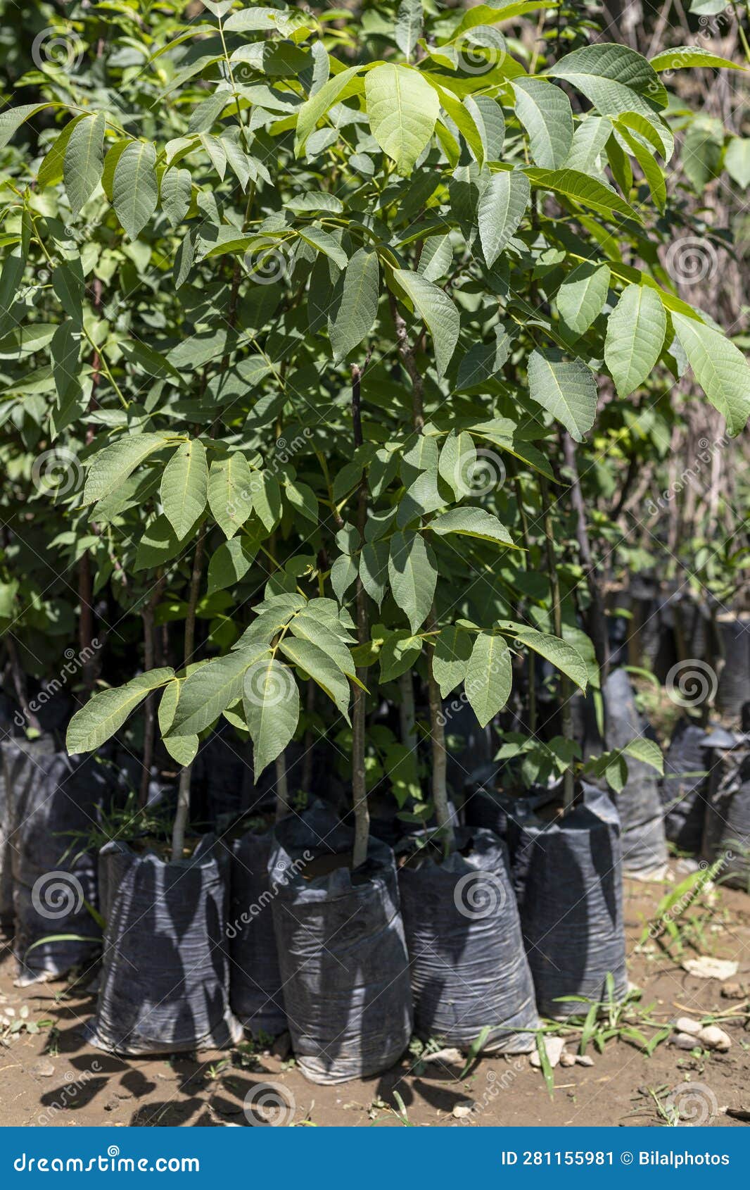 Walnut Saplings in Plastic Bags Stock Image - Image of nutshell, nature ...