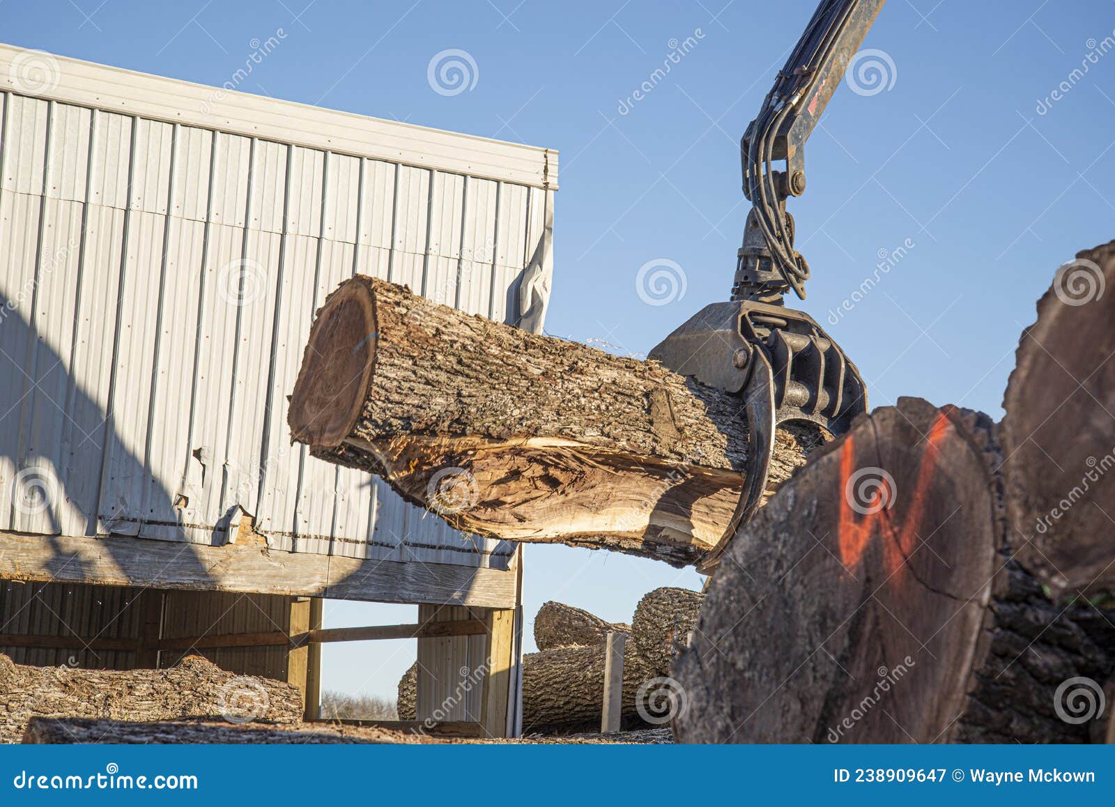 Walnut saw logs stock image. Image of cutting, bark - 238909647