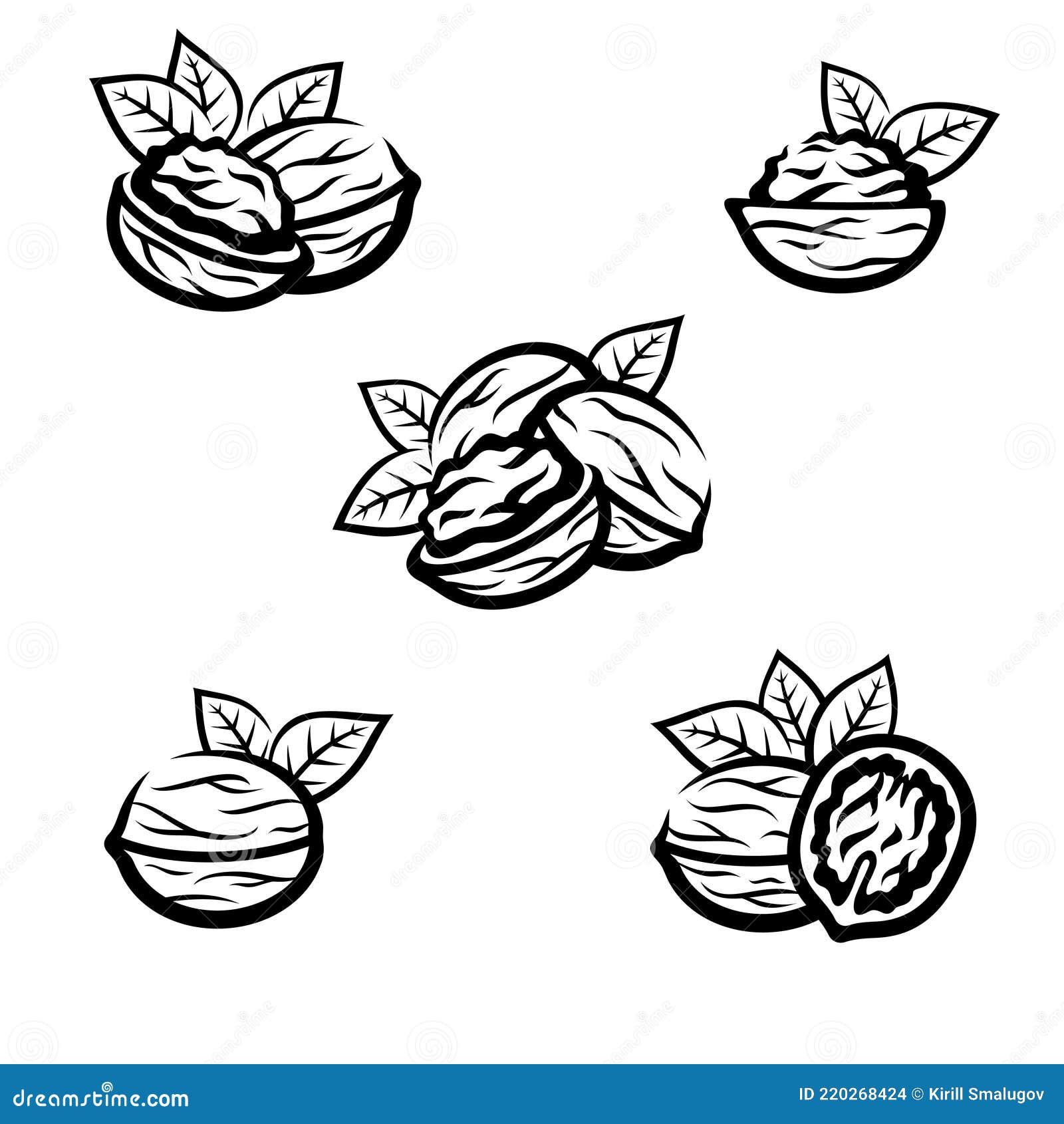 Walnut Set. Collection Icon Walnut Stock Vector - Illustration of ...