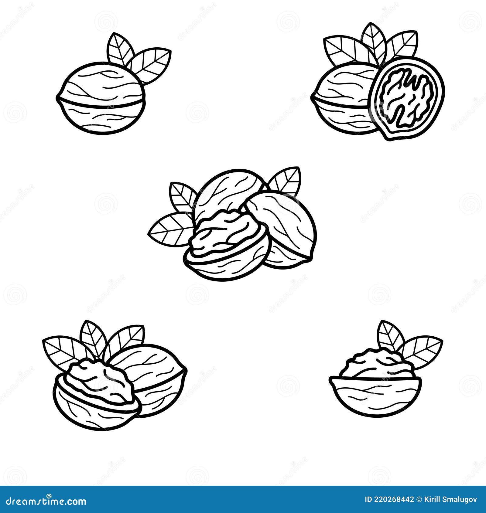 Walnut Set. Collection Icon Walnut Stock Vector - Illustration of icon ...